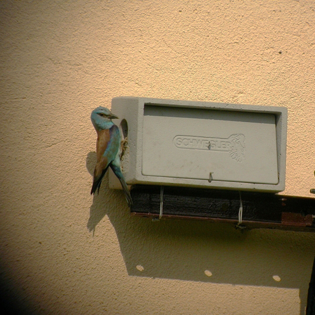 Schwegler 1FNA Nest Box, Side Entrance - Ark Wildlife UK
