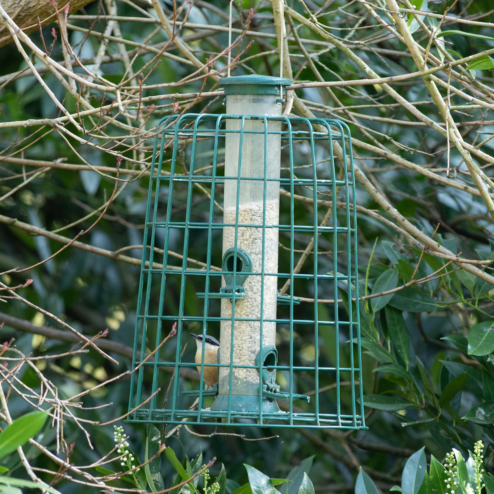 Seed Guardian Feeder | Ark Wildlife