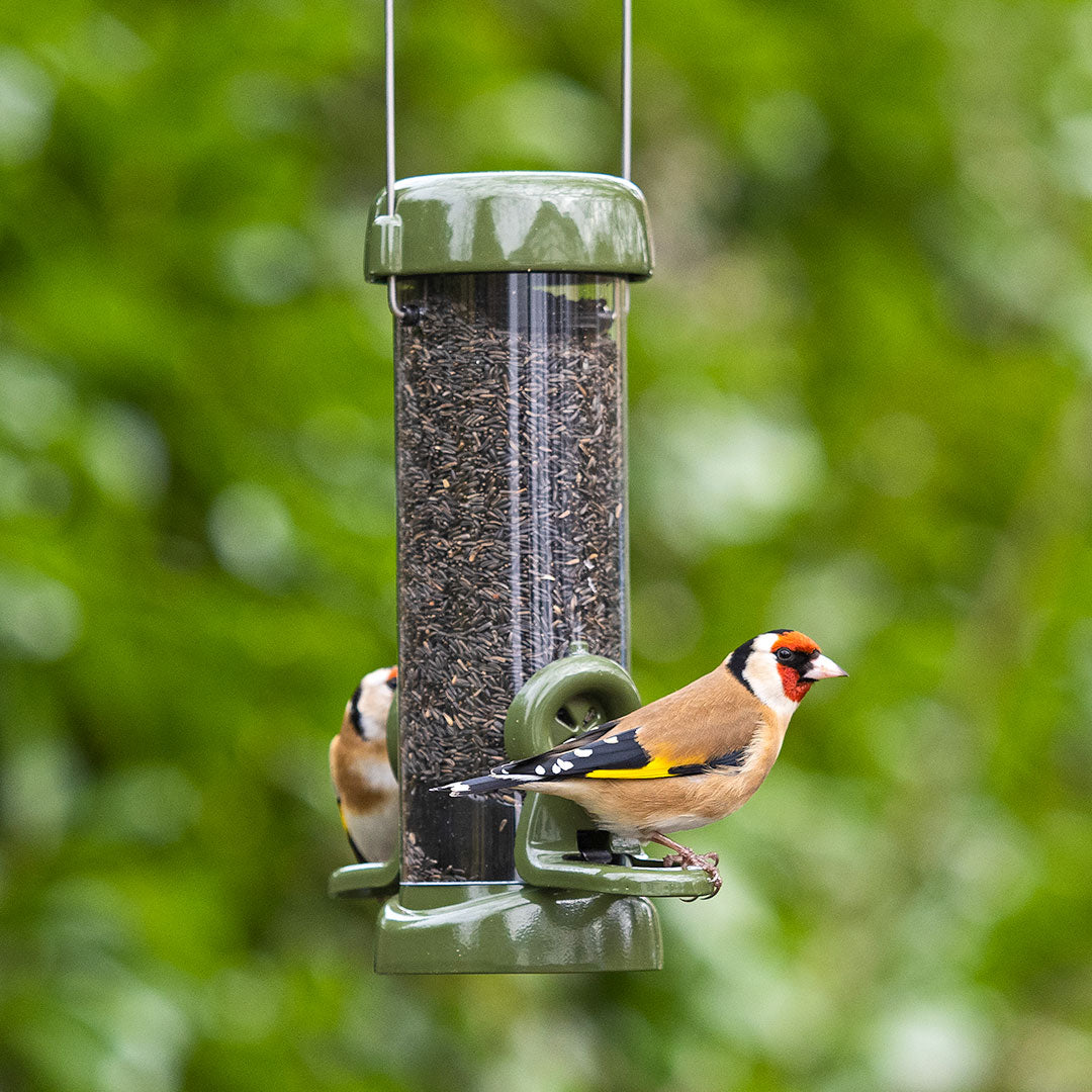 Lesser Redpoll Identification | UK Habitat, Nesting & Diet Guide