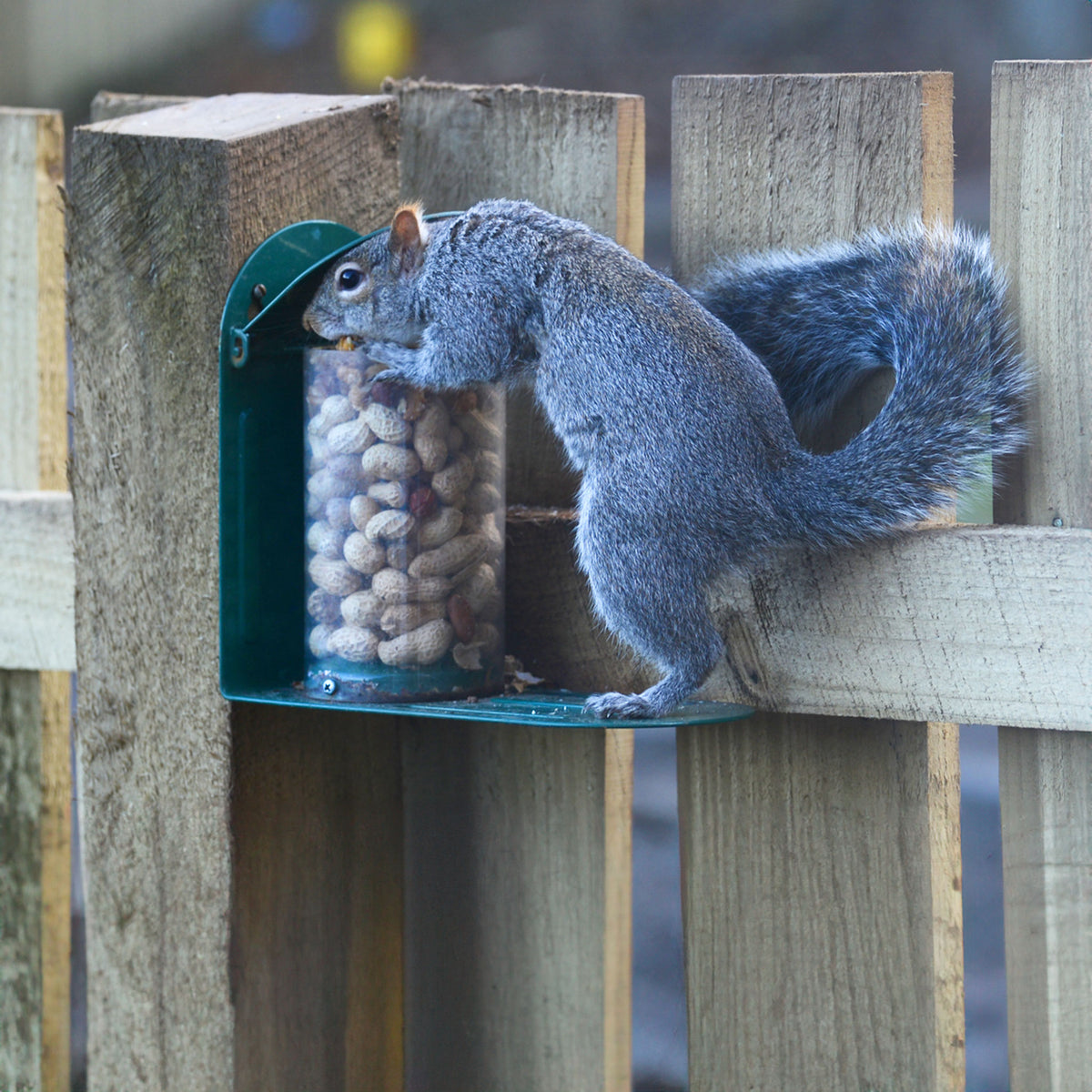 Squirrel Feeders for Sale
