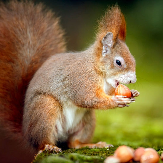Whole Hazelnuts in Shells for Squirrels | Ark Wildlife UK