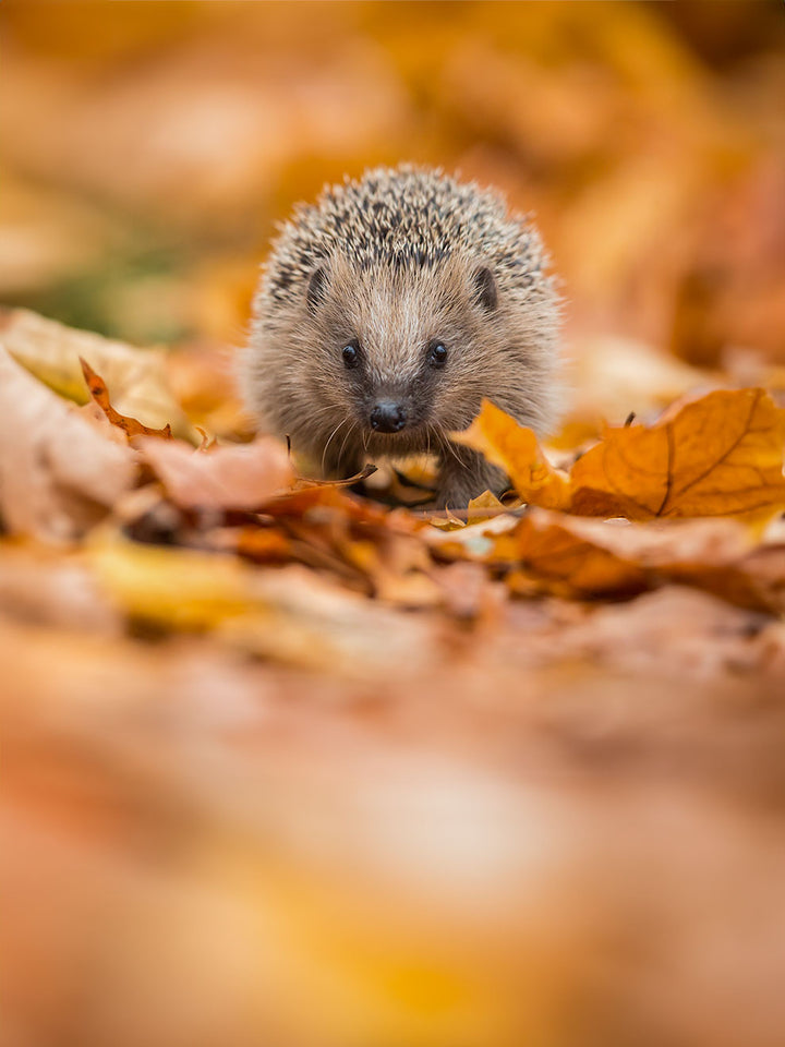 Schwegler 2FN Bat Box Special Bat Box - Ark Wildlife UK