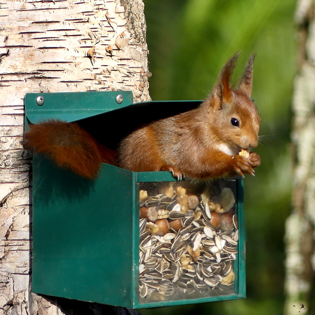 What do Red Squirrels Eat? | Ark Wildlife UK